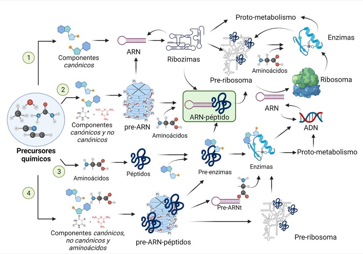 El mundo ARN: un poco más cerca de entender el origen de la vida ...