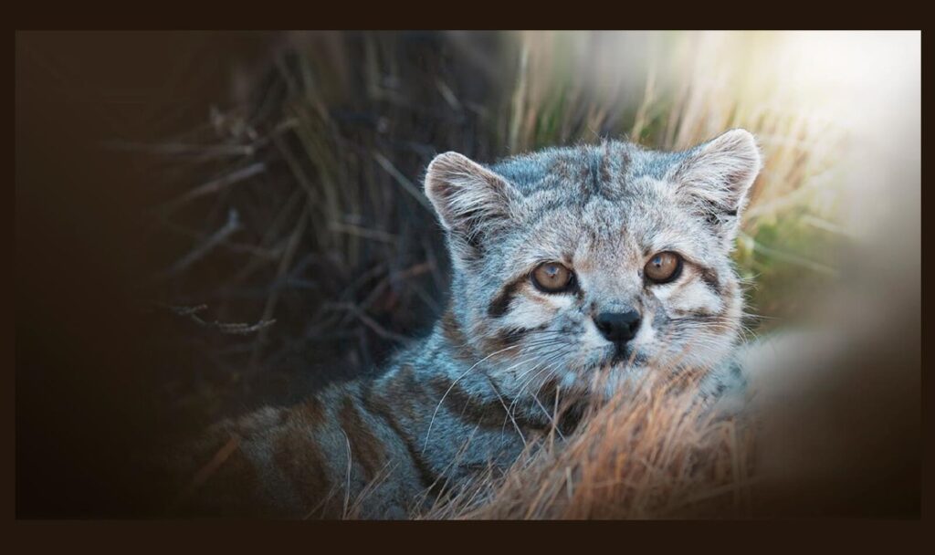 El gato ‘fantasma’ de los Andes que los científicos tratan de proteger ...