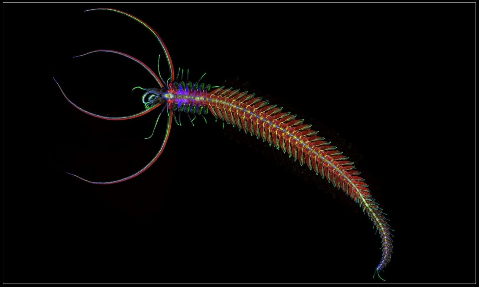 Fotomicrografía: arte y ciencia para revelar la belleza oculta de lo ...