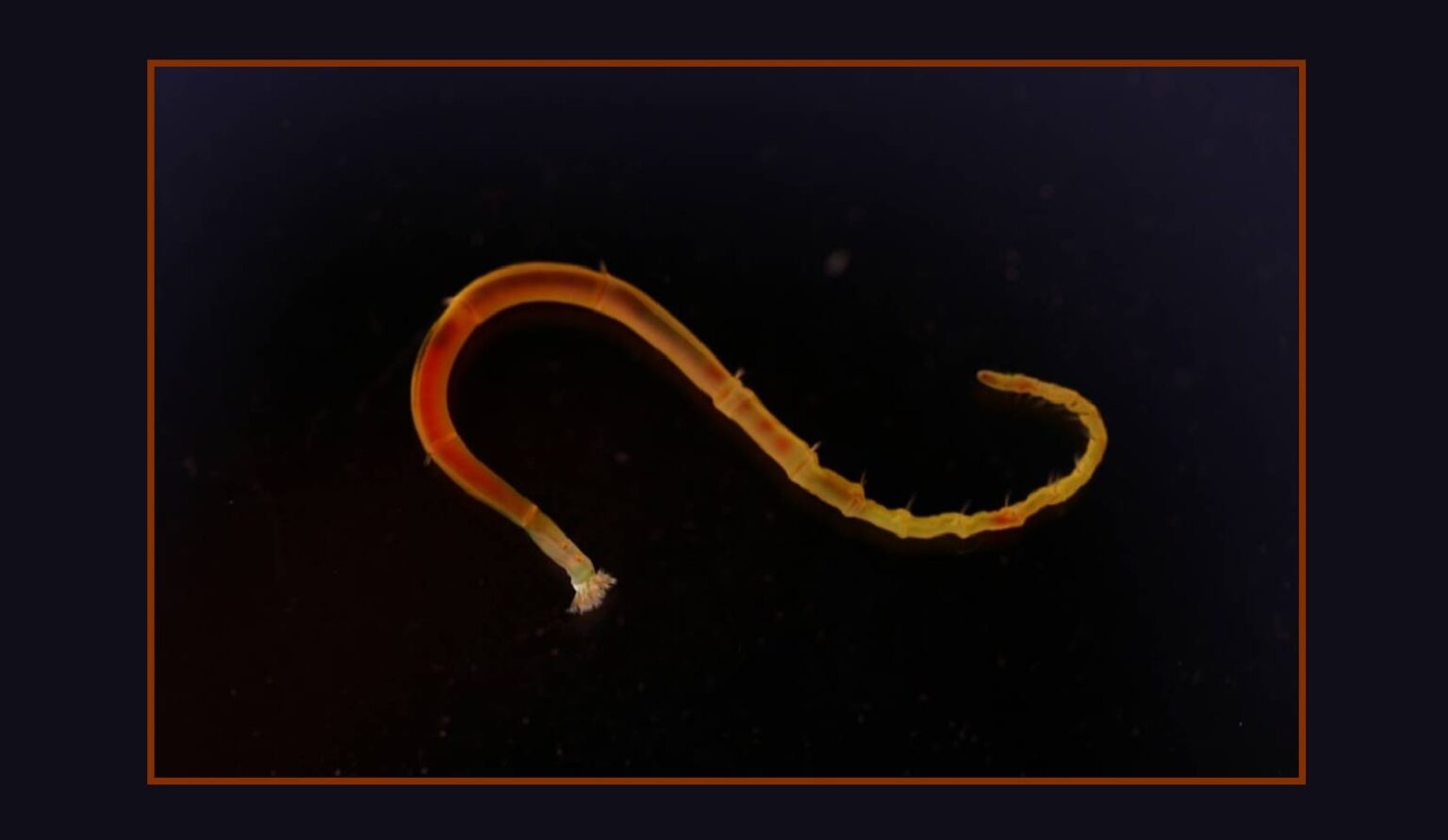 El secreto evolutivo que esconde una larva - Salida de Emergencia