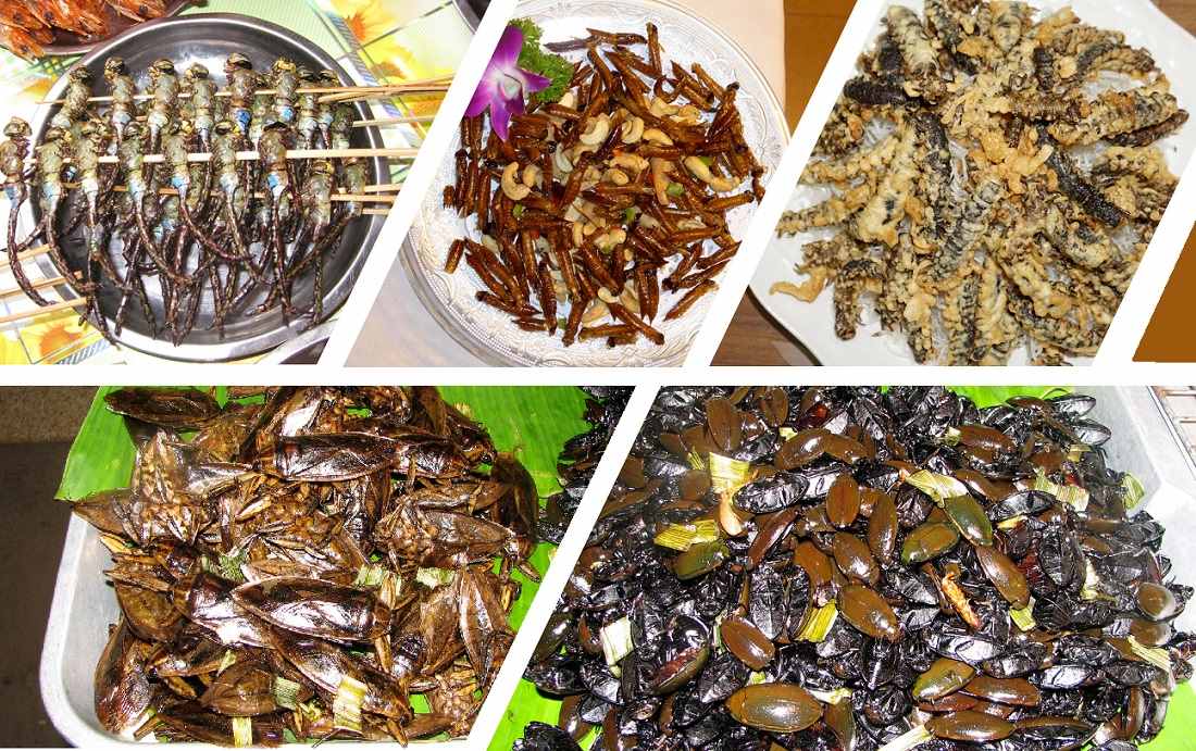 Consumo de insectos, ¿la dieta del futuro? - Salida de Emergencia