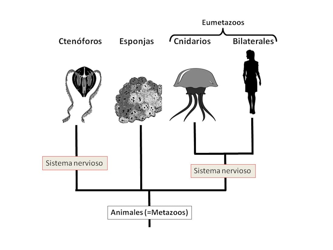 Sorprendentes animales marinos desvelan claves sobre la evolución del ...