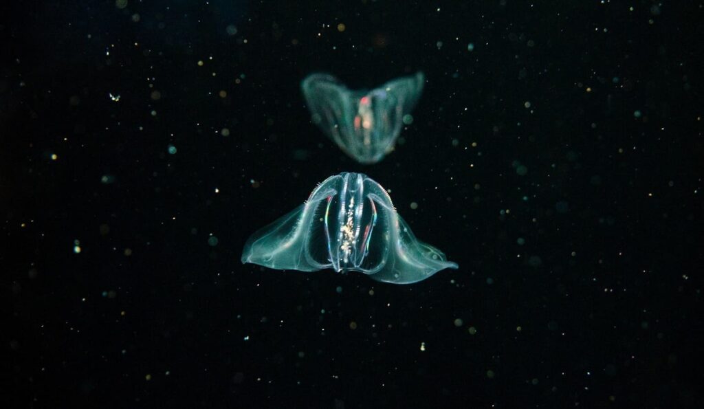Sorprendentes animales marinos desvelan claves sobre la evolución del ...