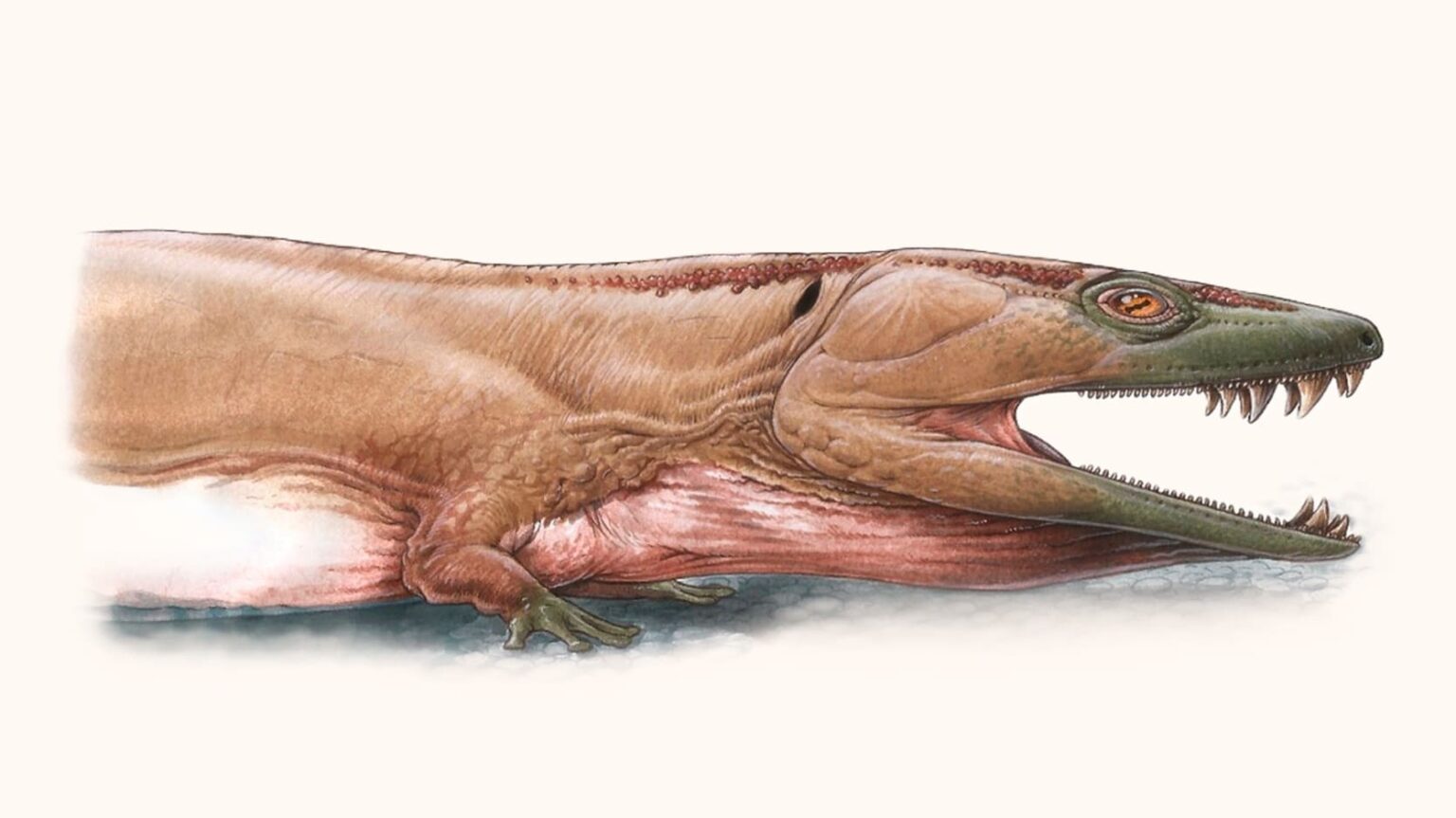 Una salamandra gigante fue en la era glacial el gran depredador de los ...