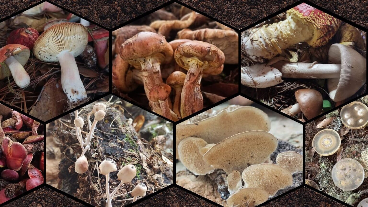 “Conocemos menos del 5 por ciento de los hongos que prosperan en México ...