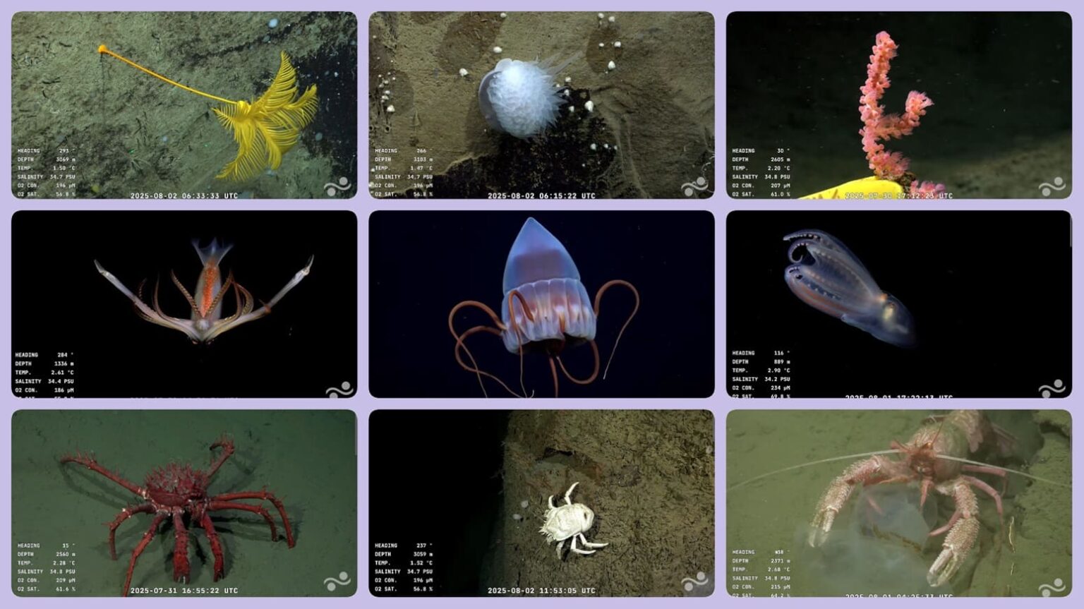 Viaje al fondo del océano: la expedición submarina argentina que se ha ...